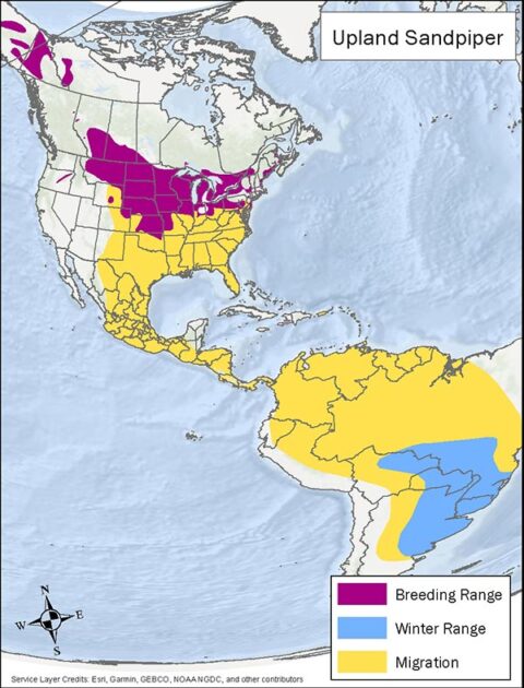 Upland Sandpiper | LandPKS