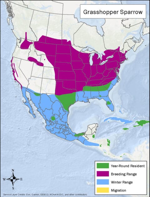 Grasshopper Sparrow | LandPKS