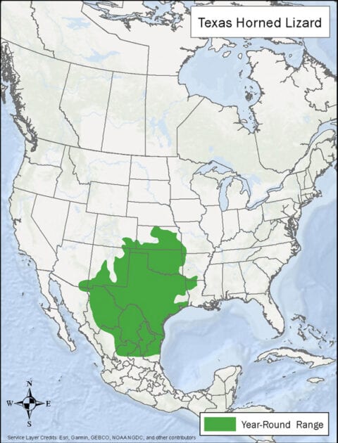 Texas Horned Lizard | LandPKS