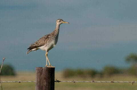 Upland Sandpiper Habitat & Management Information - LandPKS
