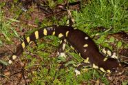 Tiger Salamander Habitat Amphibian Taskforce Museum F r Naturkunde