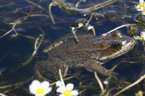 Columbia Spotted Frog | LandPKS
