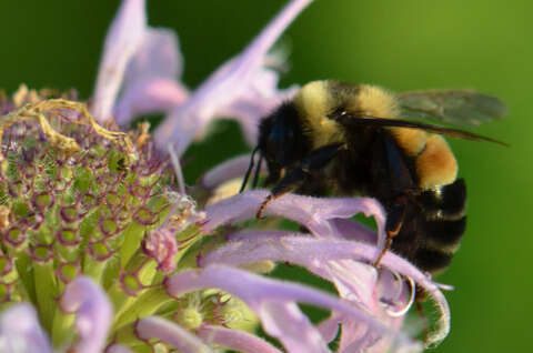 Rusty Patched Bumble Bee | LandPKS
