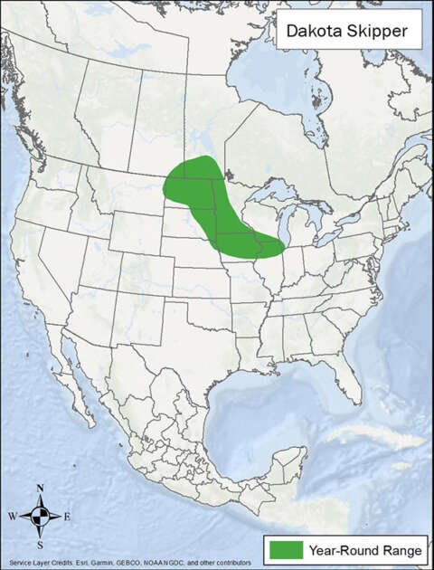 Dakota skipper | LandPKS