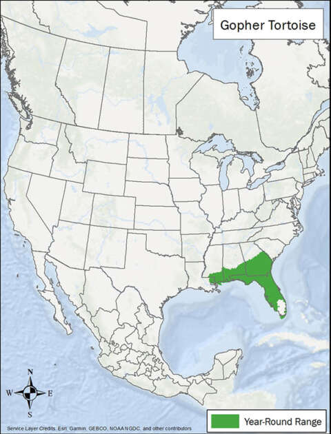 Gopher Tortoise | LandPKS