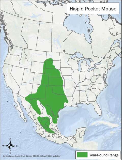 Hispid Pocket Mouse | LandPKS