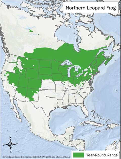 Northern Leopard Frog | LandPKS