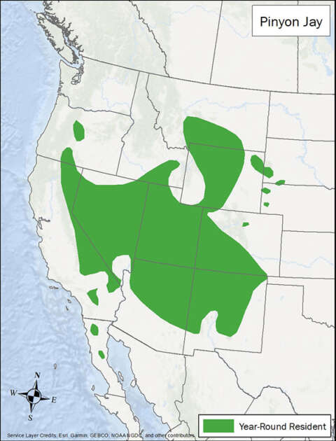 Pinyon Jay | LandPKS