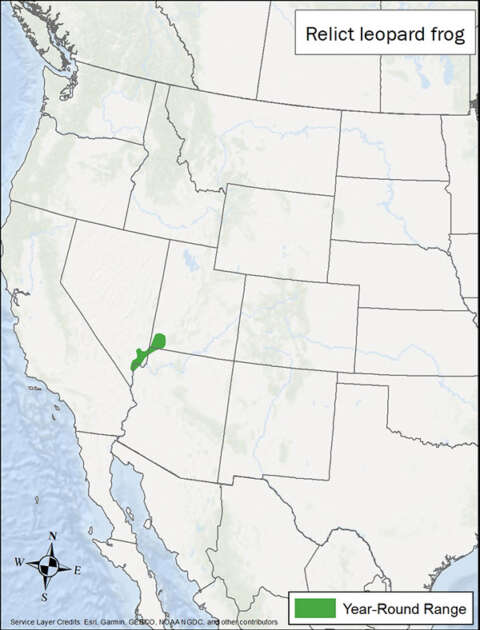 Relict Leopard Frog | LandPKS