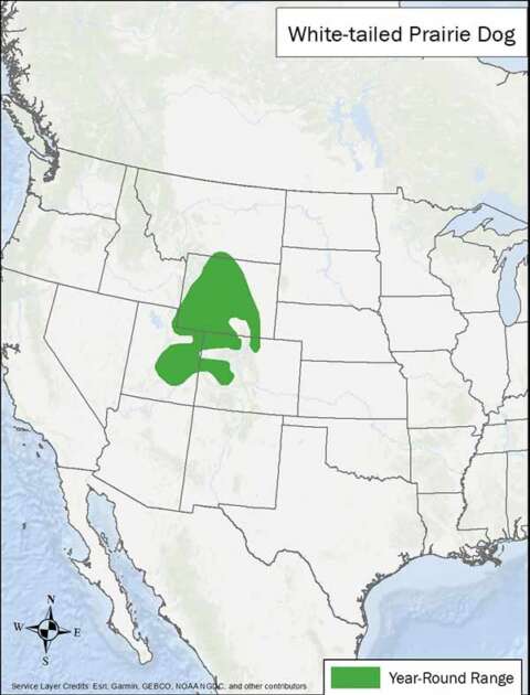 White-tailed Prairie Dog | LandPKS