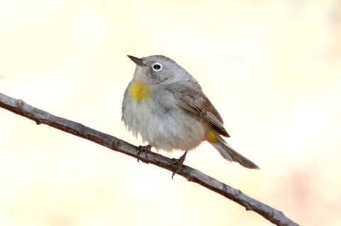 Virginia’s Warbler | LandPKS