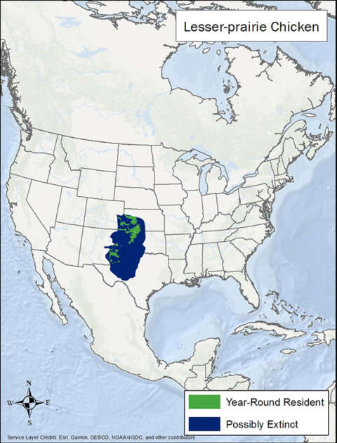 Lesser Prairie-Chicken | LandPKS