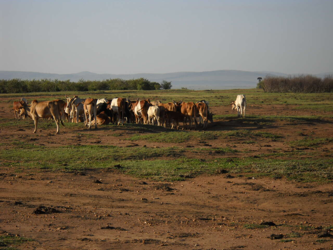 LandCover – Vegetation (Soil Health) | LandPKS